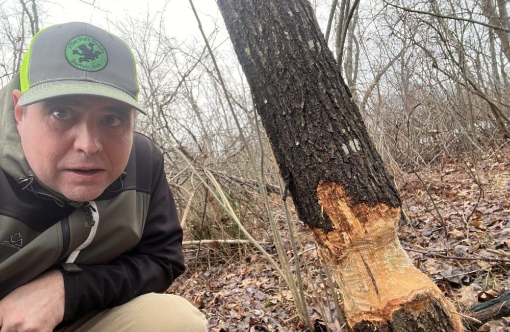 Wildlife of Saugus River & Reedy Meadow - Trails and Sails